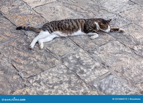 Lazy Cat After Catching Mice Stock Image Image Of Homeless