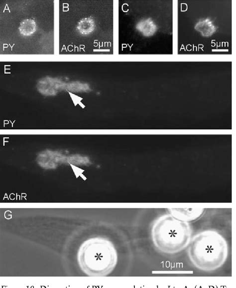 Figure 1 From The Actin Driven Movement And Formation Of Acetylcholine Receptor Clusters