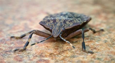 Stink Bug Scouting Guide For Field Corn In The Southeastern Us Morning Ag Clips