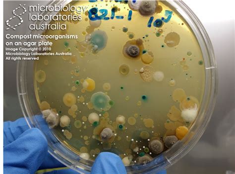 Count Wise Microbiology Laboratories Australia