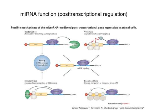 Ppt Mirna Background And Bioinformatics Powerpoint Presentation Id323984