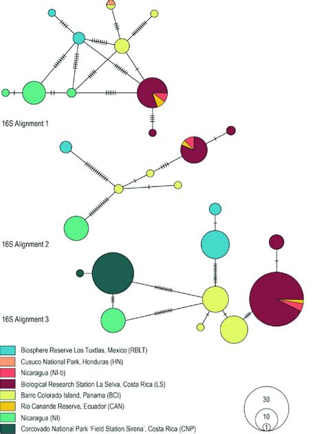 Minimum Spanning Haplotype Networks Showing The Genealogical Download Scientific Diagram