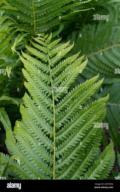 Beautiful Fern Leaf Texture In Nature Natural Ferns Blurred Background