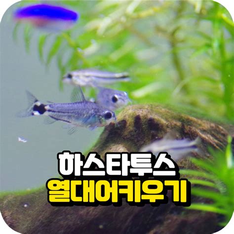 열대어 종류 하스타투스 코리도라스 키우기 네이버 블로그