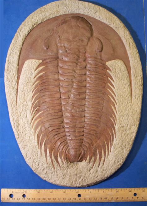 Examples Of Cast Fossils The Three Main Types Of Fossils Sciencing