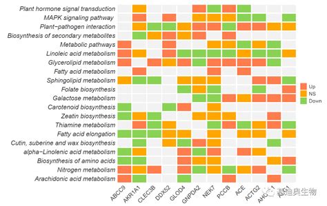 如何使用“分类数据”绘制热图？colors调整gpar