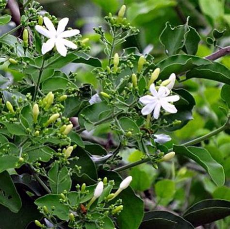 How To Grow Jasmine Jasmine Plant Care Growing Jasmine Indoor Naturebring