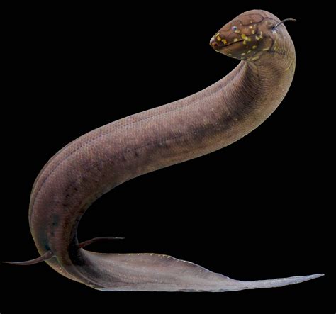 Lsu Researcher Decodes Lungfish Genome Revealing Evolutionary Pathway