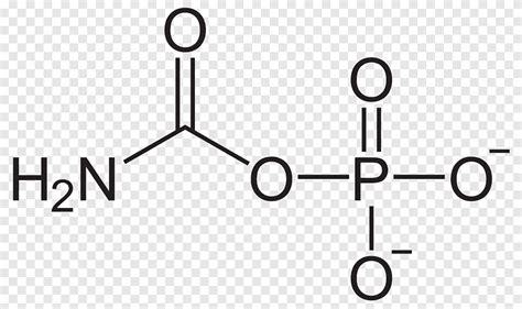 Carbamoil Fosfato Sintetasa ácido Carbámico Urea Ciclo Diverso ángulo Carbamoil Fosfato Sintetasa ácido Carbámico Urea Ciclo Diverso ángulo