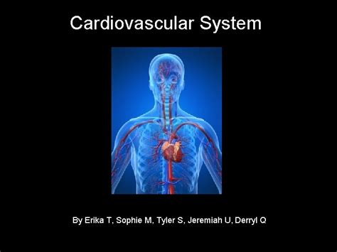 Cardiovascular System By Erika T Sophie M Tyler