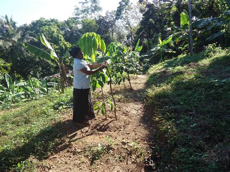 භූමි කළමනාකරණය හා රබර් වගාව අක්කර50 ගම්මානය ඔබ සාදරයෙන් පිළිගනිමු