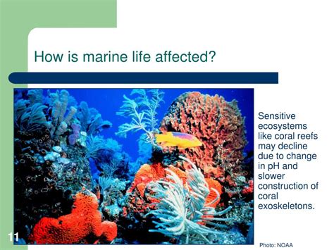 Ppt Lesson 3 Ocean Acidification Chemical Oceanography Powerpoint