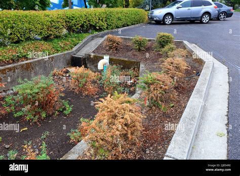 Bioretention Basin Design