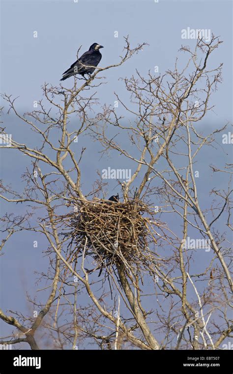 Crow And Its Nest