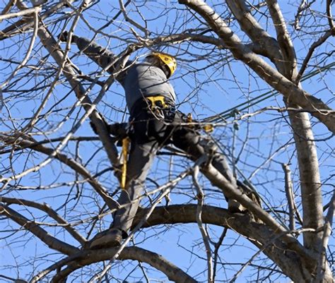 Mitcham Tree Pruning Simpsons Tree Service
