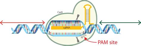 Pam Sequence Protospacer Adjacent Motif Definition Functions