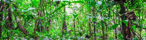 Forest Ecosystems Forest Stewardship Council™