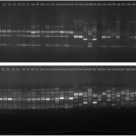 Amplification Profiles Of Markers Scot 6 And Scot 13 Lane 1 16 Download Scientific Diagram