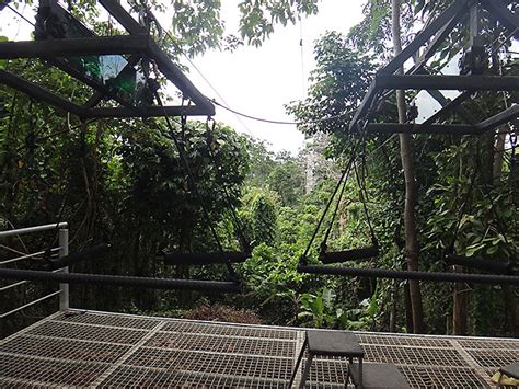 Tree Top Adventure Extreme Fun With Nature Go Travel First