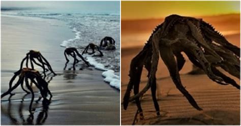 해변서 걸어나오는 외계인 Sns ‘발칵 뒤집은 사진 포착 서울신문