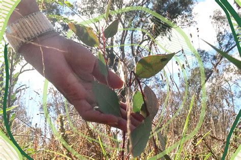 Have Your Say On Accu Scheme Draft New Environmental Plantings Method