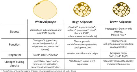 Obesity Adipose Tissue And Vascular Dysfunction Circulation Research