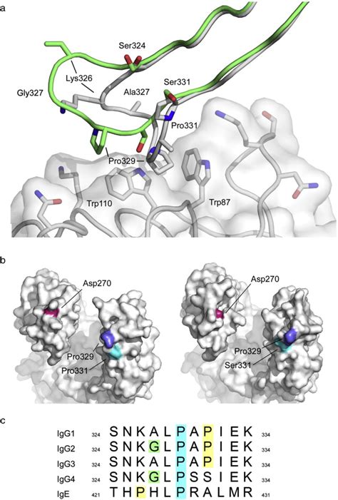 Unique Conformation Of The Ch2 Fg Loop In Igg4 Fc A Superposition Of