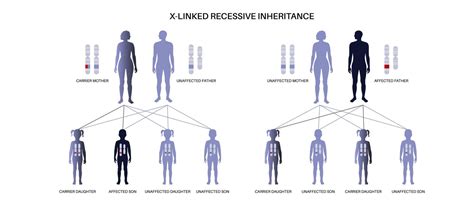Premium Vector X Linked Recessive Inheritance
