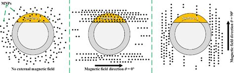 Figure 3 From Ultrahigh Performance Vector Magnetic Field Sensor With Wedge Shaped Fiber Tip