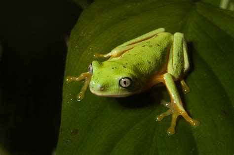 Lemur Leaf Frog Panama Amphibian Rescue And Conservation Project