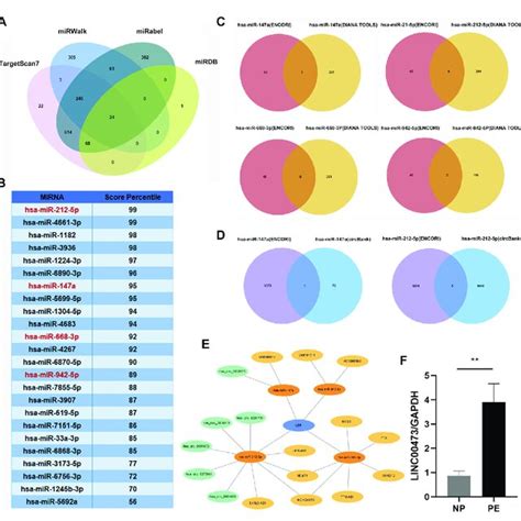 Construction Of A Lncrnacircrna Mirna Lep Regulatory Network A The