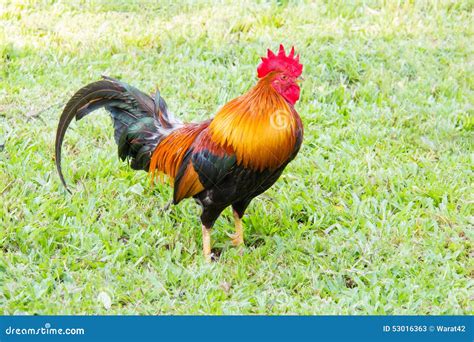 Brightly Colored Rooster In Field Grass Stock Image Image Of Animal