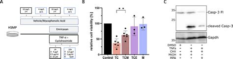 Mpa Increases Cell Viability During Tnf α And Chx Induced Cell Death