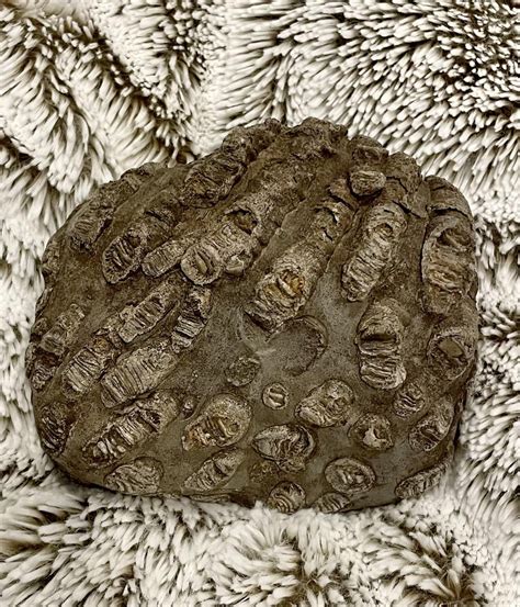 Fossils Or Rocks If Fossils Then What Kind Found In Northern Utah… R Rocks