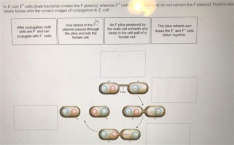 Solved A Do Not Contain The F Plasmid Position The In E Chegg Com