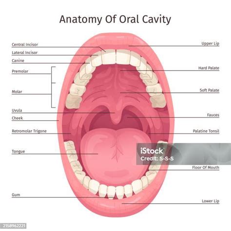 구강 인포그래픽 인간의 입 내부 부품 구조 해부학 시스템 치아 치과 다이어그램 열린 목구멍 치아 혀 입술 치과 위생 계획 멋진 그림 건강관리와 의술에 대한 스톡 벡터 아트