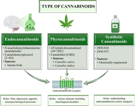 Cannabinoids 101 Types Effects And Everything You Need To Know