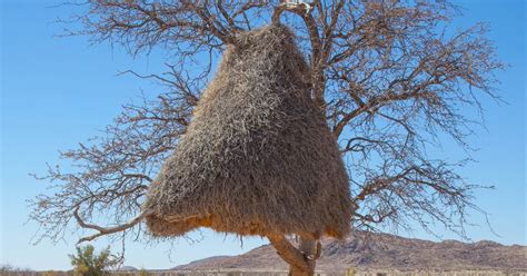 15 Amazing Bird Nest Builds Nest Box Live