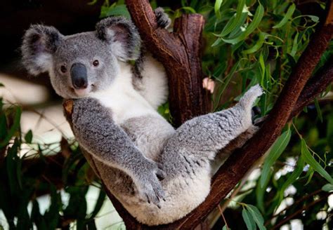 Garden Of Koalas On Tumblr
