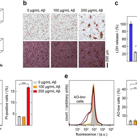 Pdf Amyloid Plaque Structure And Cell Surface Interactions Of β