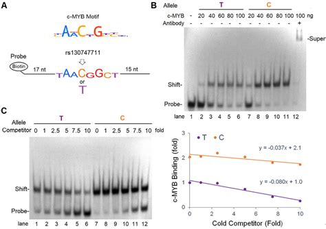 Regulation Of C Myb Binding Activity By Rs13074711 A Depiction Shows Download Scientific
