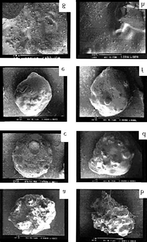Scanning Electron Microscopy Of Metronidazole Loaded Calcium Pectinate Download Scientific