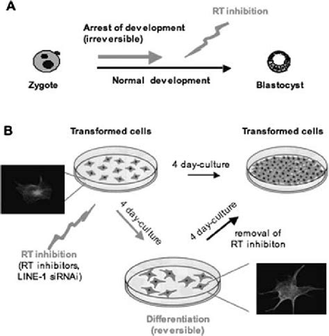 The Functional Requirement For RT Activity In Early Download Scientific Diagram