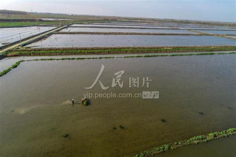 江苏泗洪 生态养虾 苗大量少 人民图片网