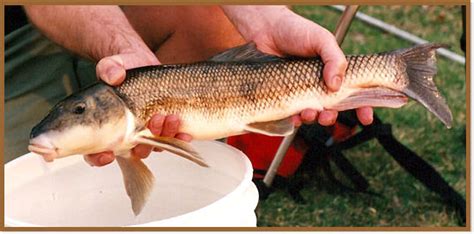 White Sucker Catostomus Commersoni