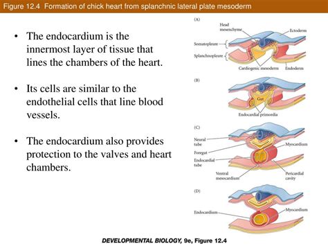 Ppt Lateral Plate Mesoderm And Endoderm Powerpoint Presentation Free Download Id 3753050