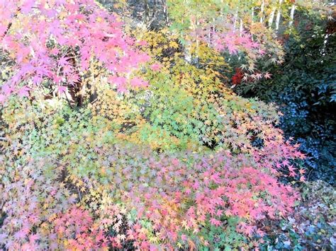 残りのモミジ 写録番外編
