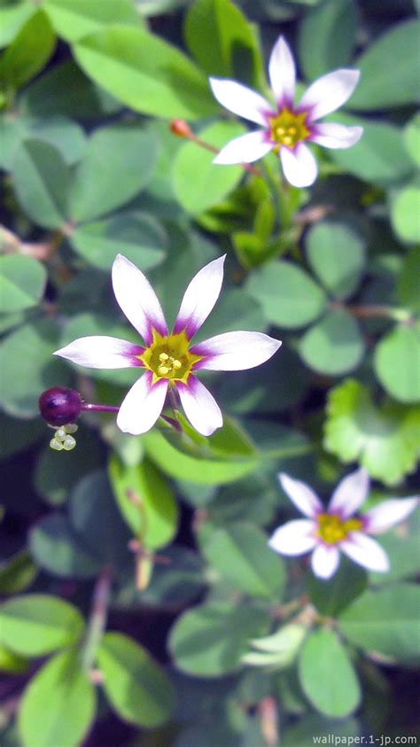 かっこいい花 ＆ 花びら待ち受け スマホ壁紙