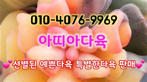 선별된 예쁜다육 판매뚱뗑이 환엽다육 판매환상적인색감다육아띠아다육 多肉植物명품다육판매 Youtube