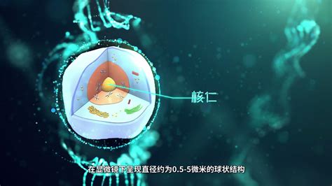 基础研究新突破！上海科学家发现核糖体rna“超级工厂”的运行新机制